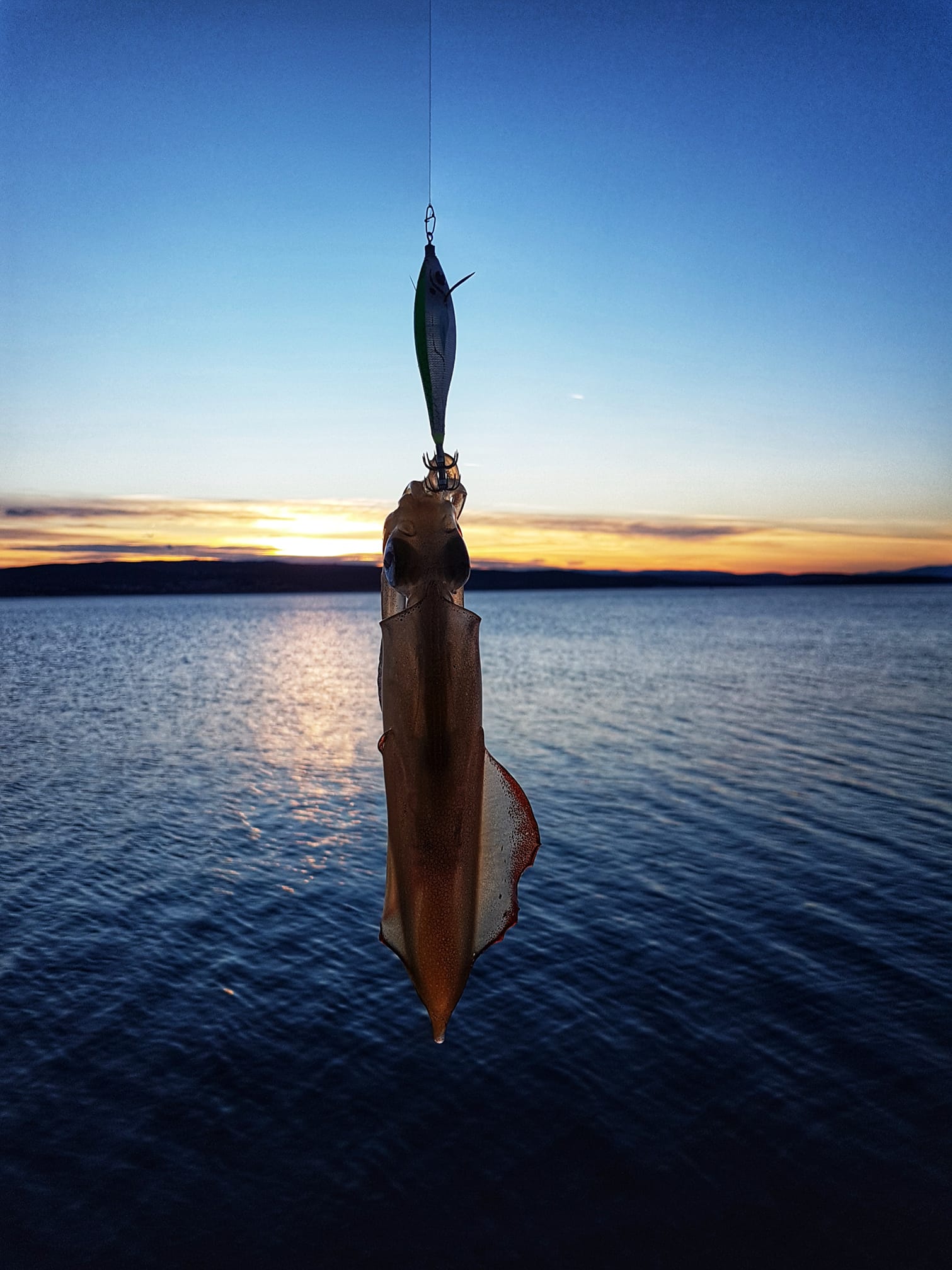 Tout savoir sur la Pêche au Calamars - Nootica Webzine